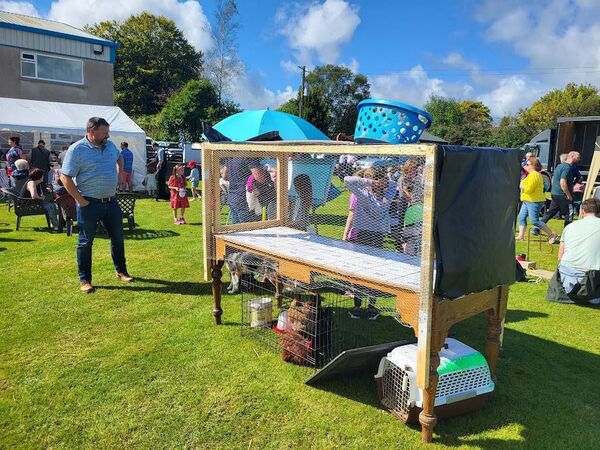 Chicken Bingo participant flies the coup - News - Waterford News & Star